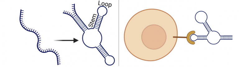 What is An Aptamer? - neoaptamers